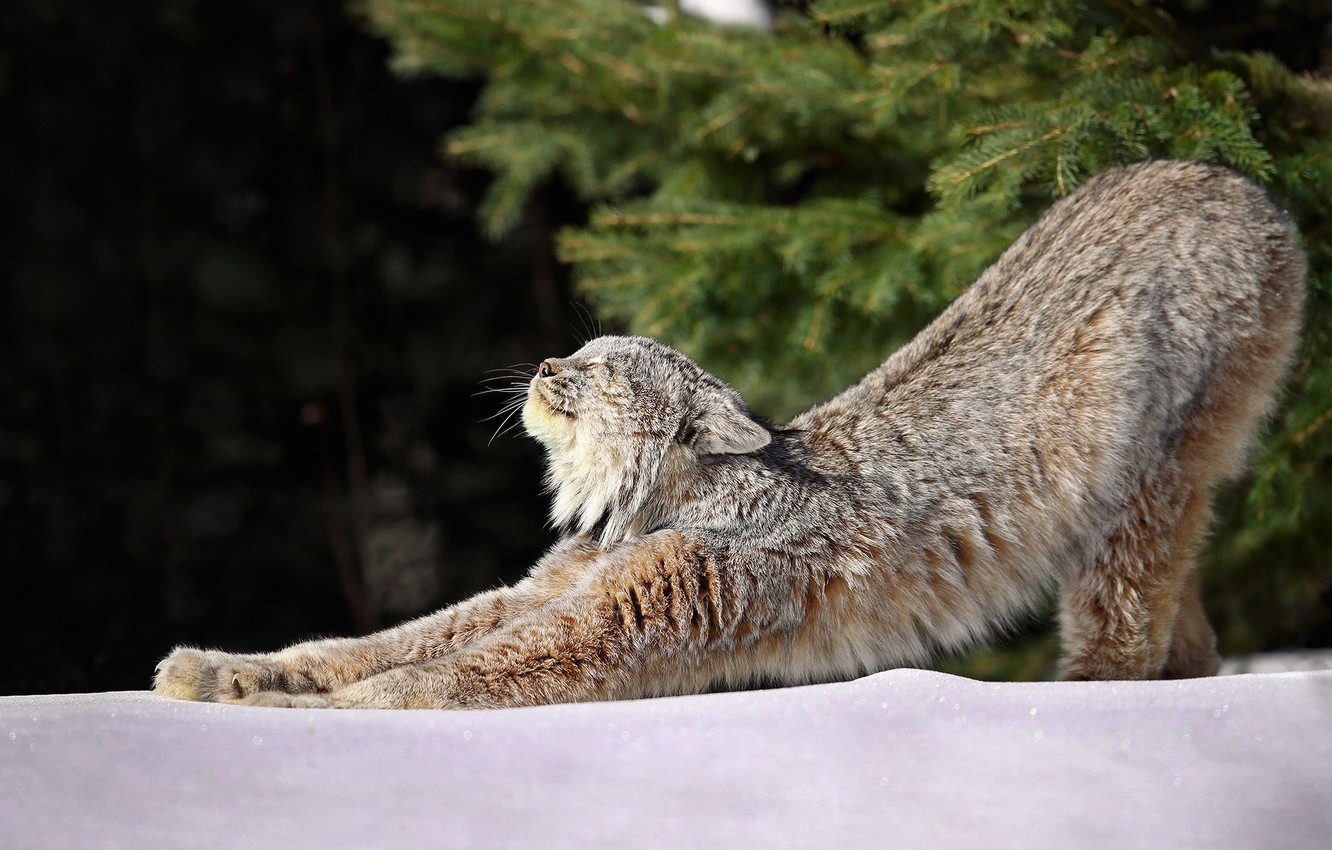 Canada Lynx Wallpapers - Wallpaper Cave