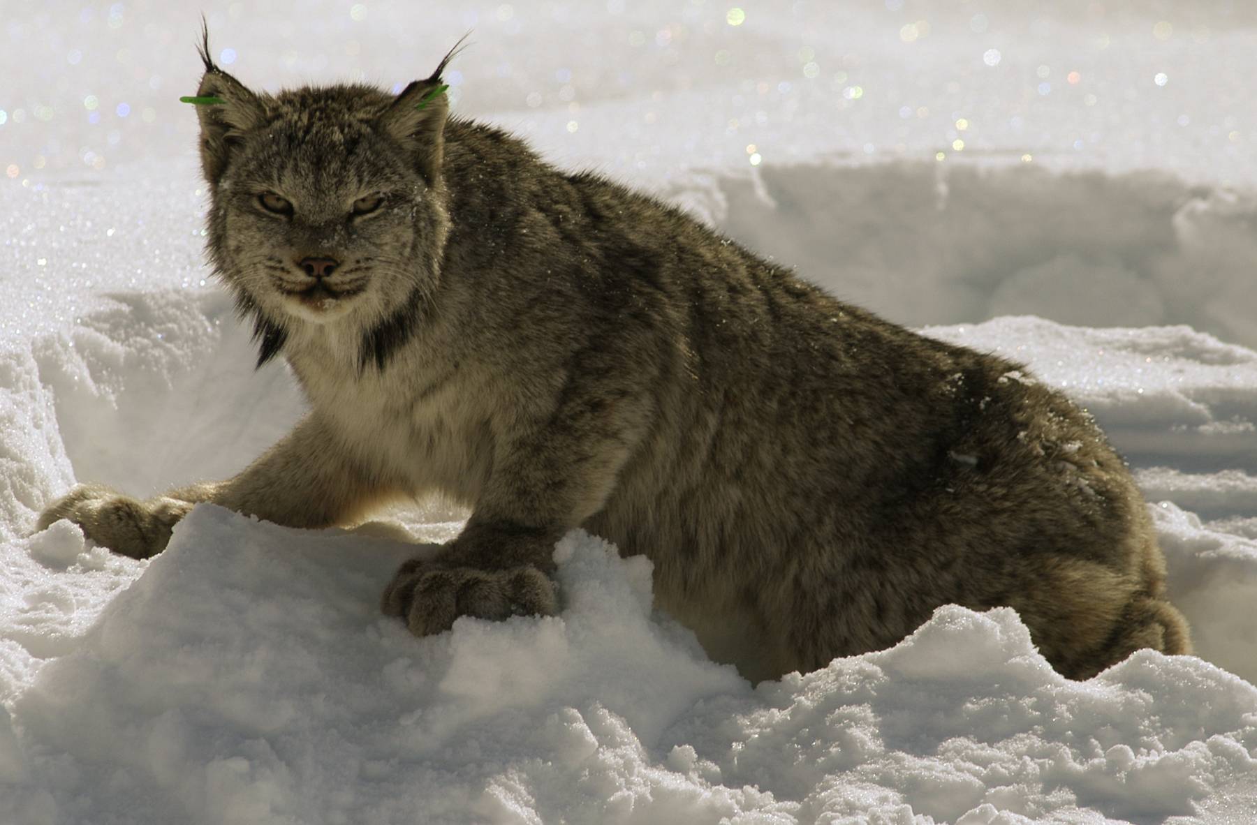 Canada Lynx Wallpapers - Wallpaper Cave