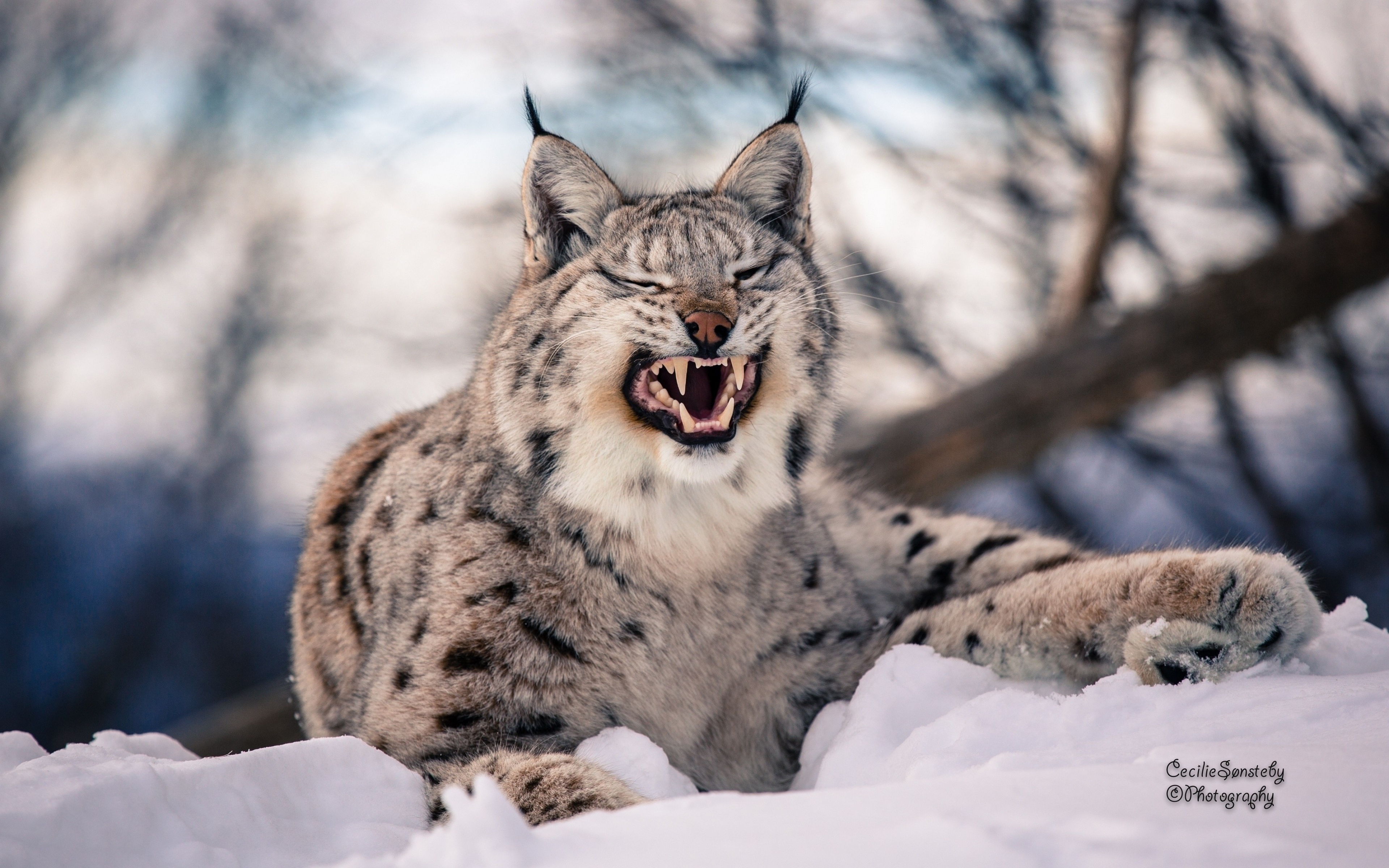 Canada Lynx Wallpapers - Wallpaper Cave