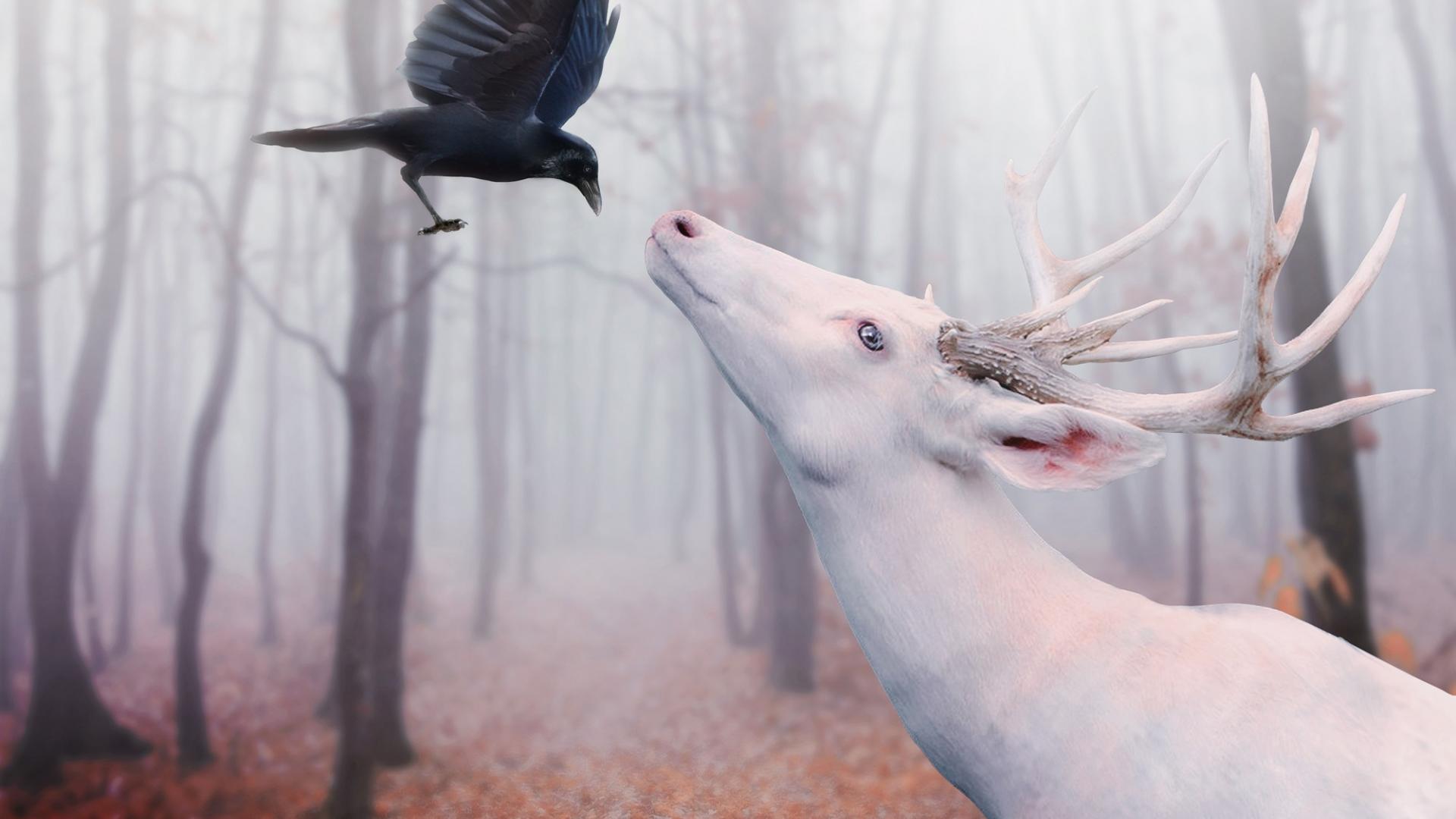 Albino Deer Wallpapers - Wallpaper Cave