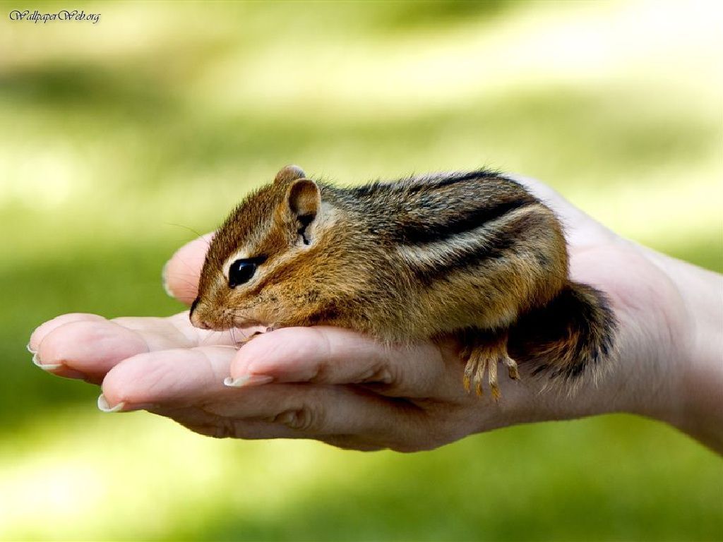Baby Eastern Chipmunk