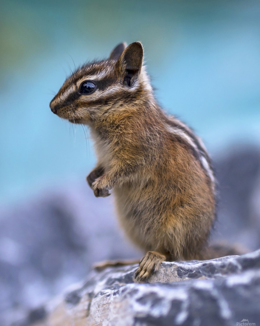 Baby Chipmunks Wallpapers - Wallpaper Cave