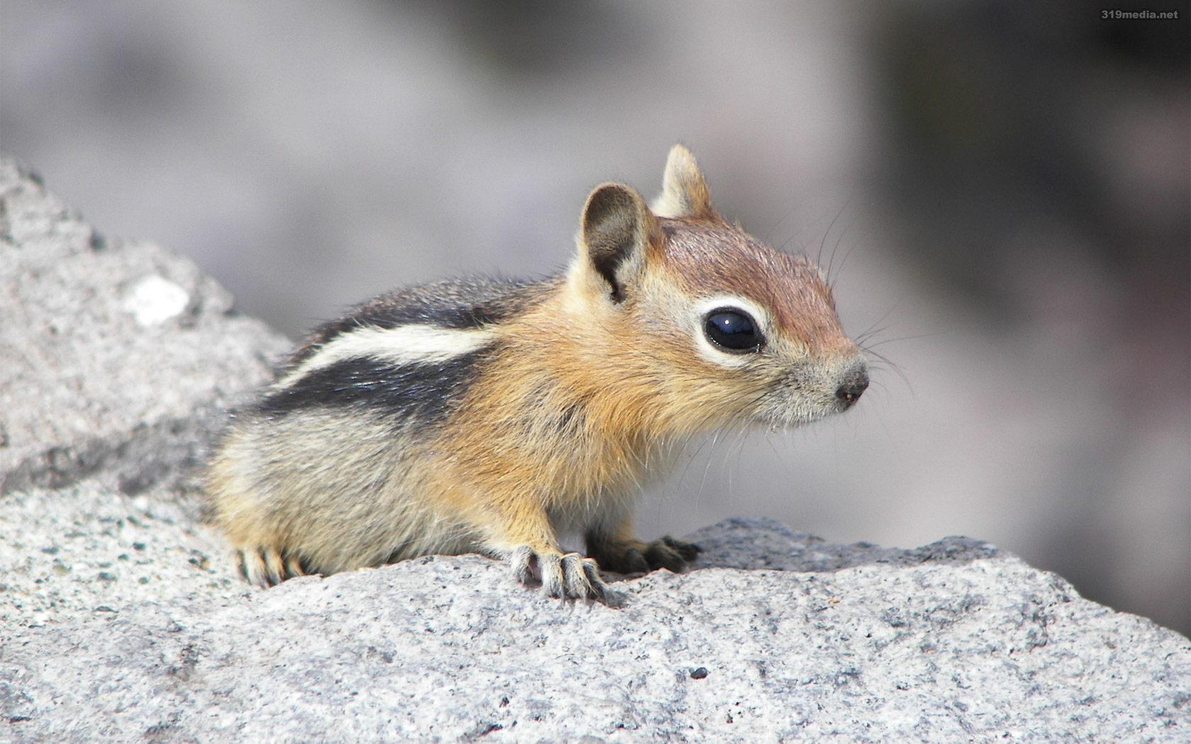 Newborn Chipmunks Images