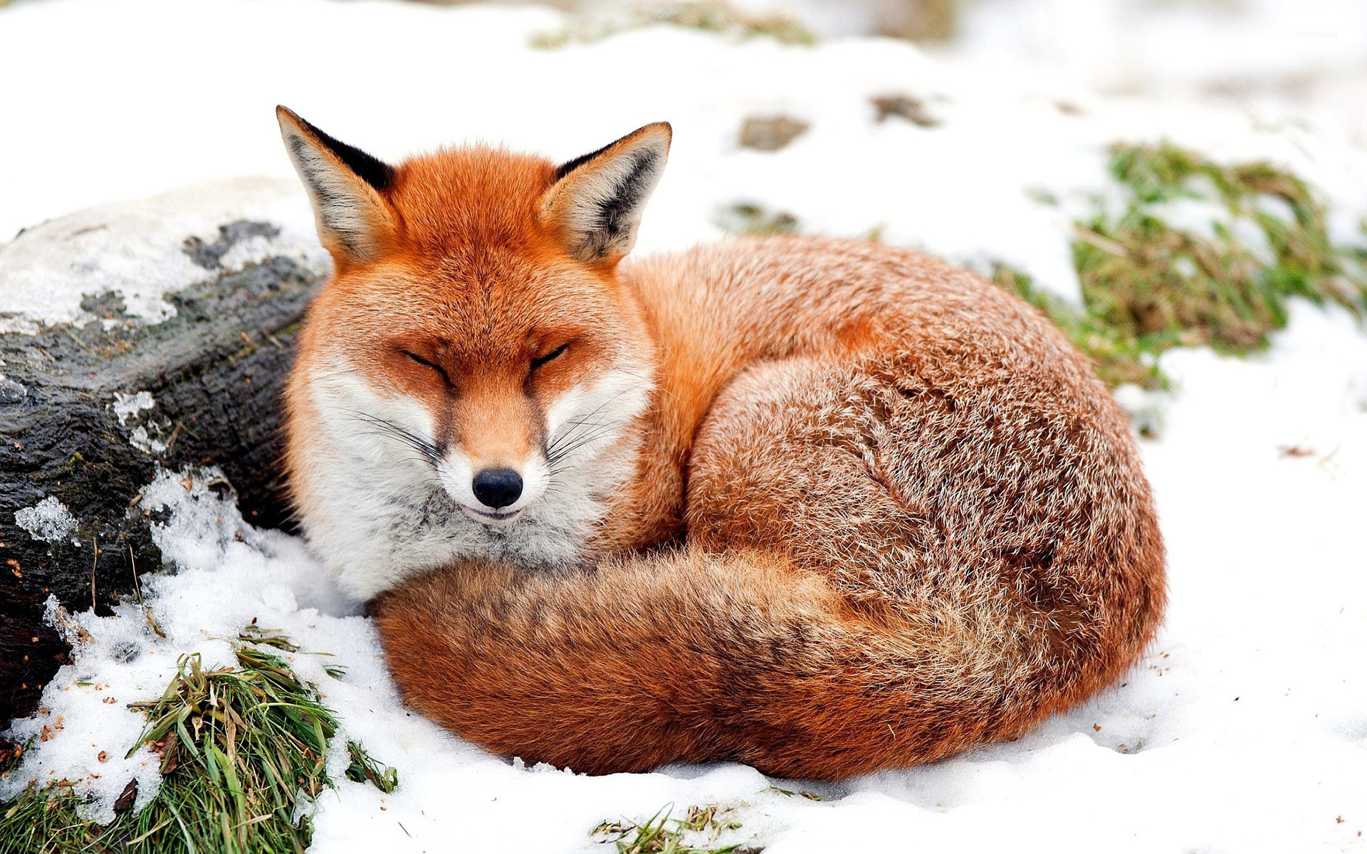Fox In Snow Wallpapers - Wallpaper Cave