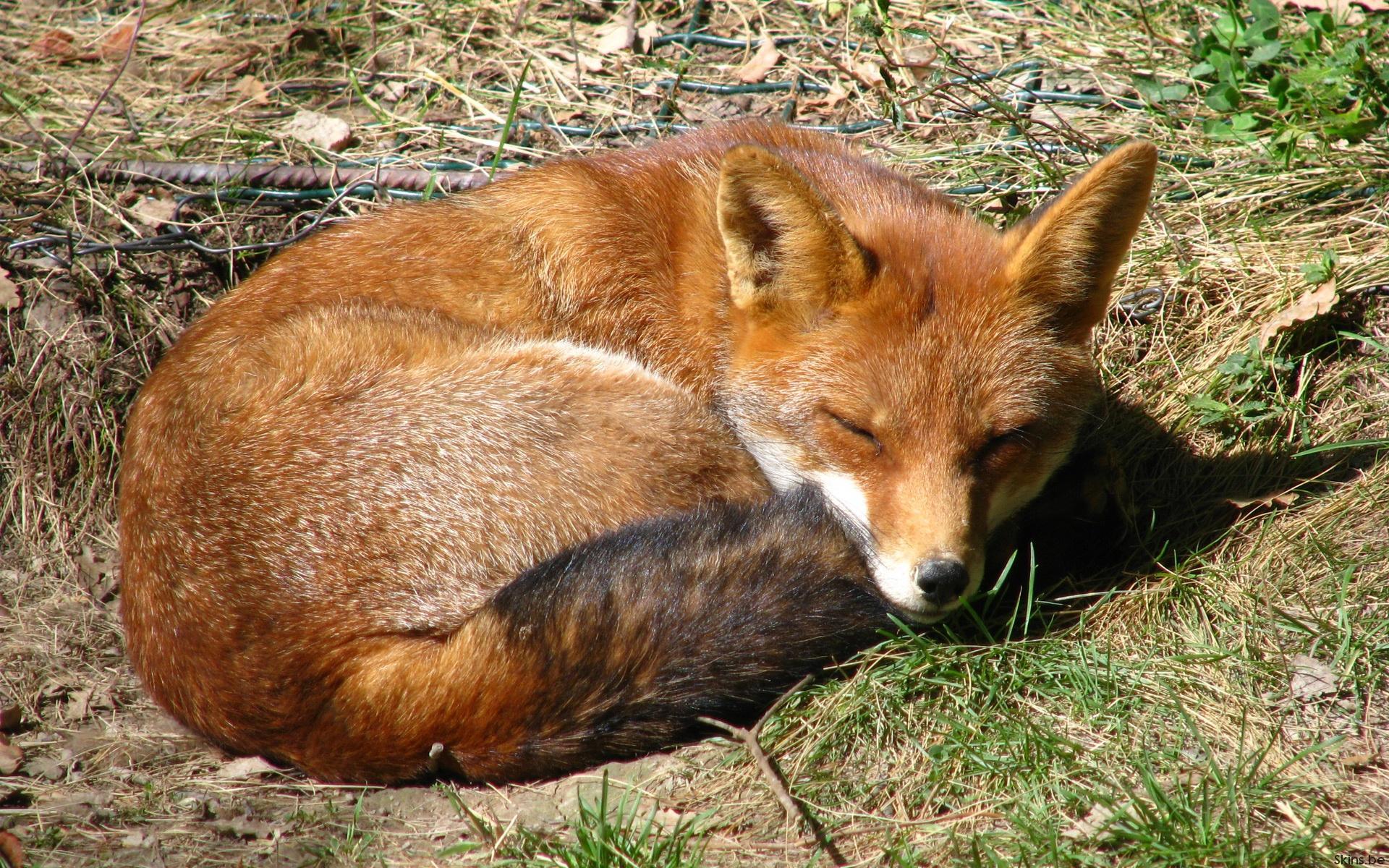 Sleeping Foxes Wallpapers - Wallpaper Cave