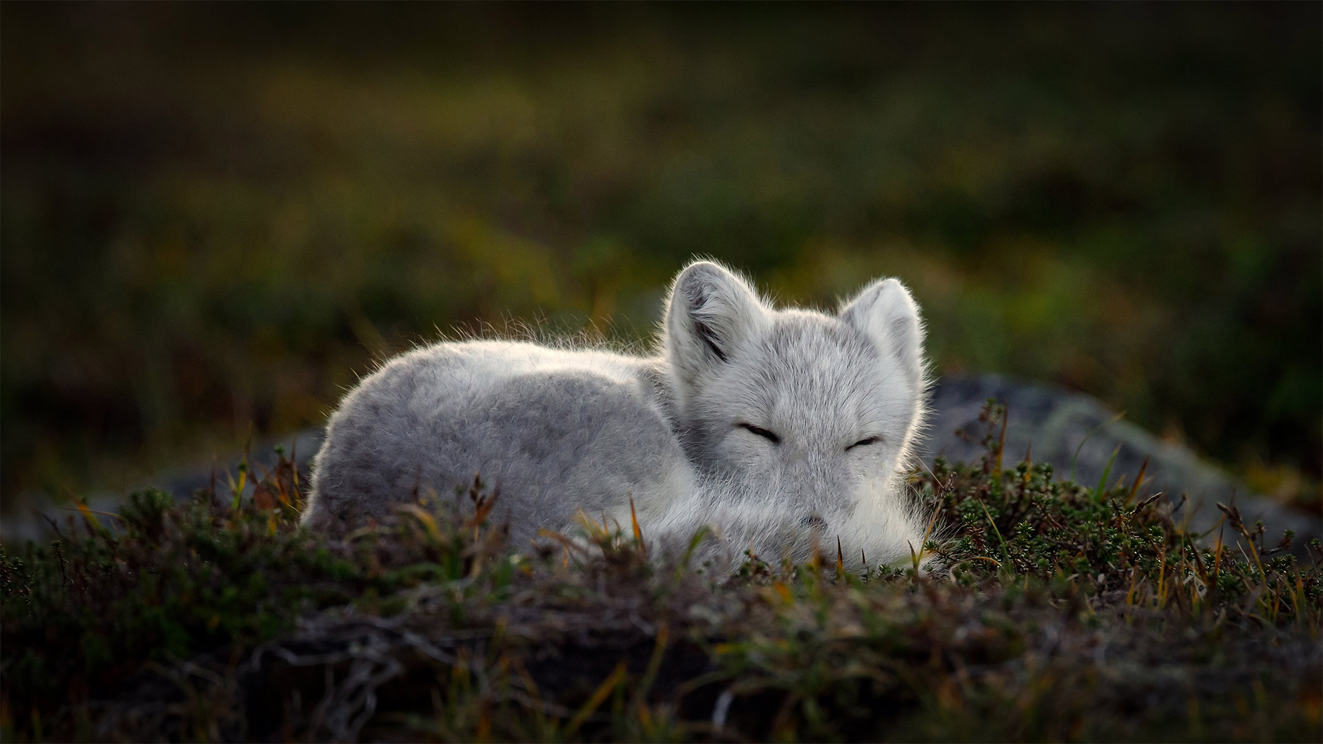 Sleeping Foxes Wallpapers - Wallpaper Cave