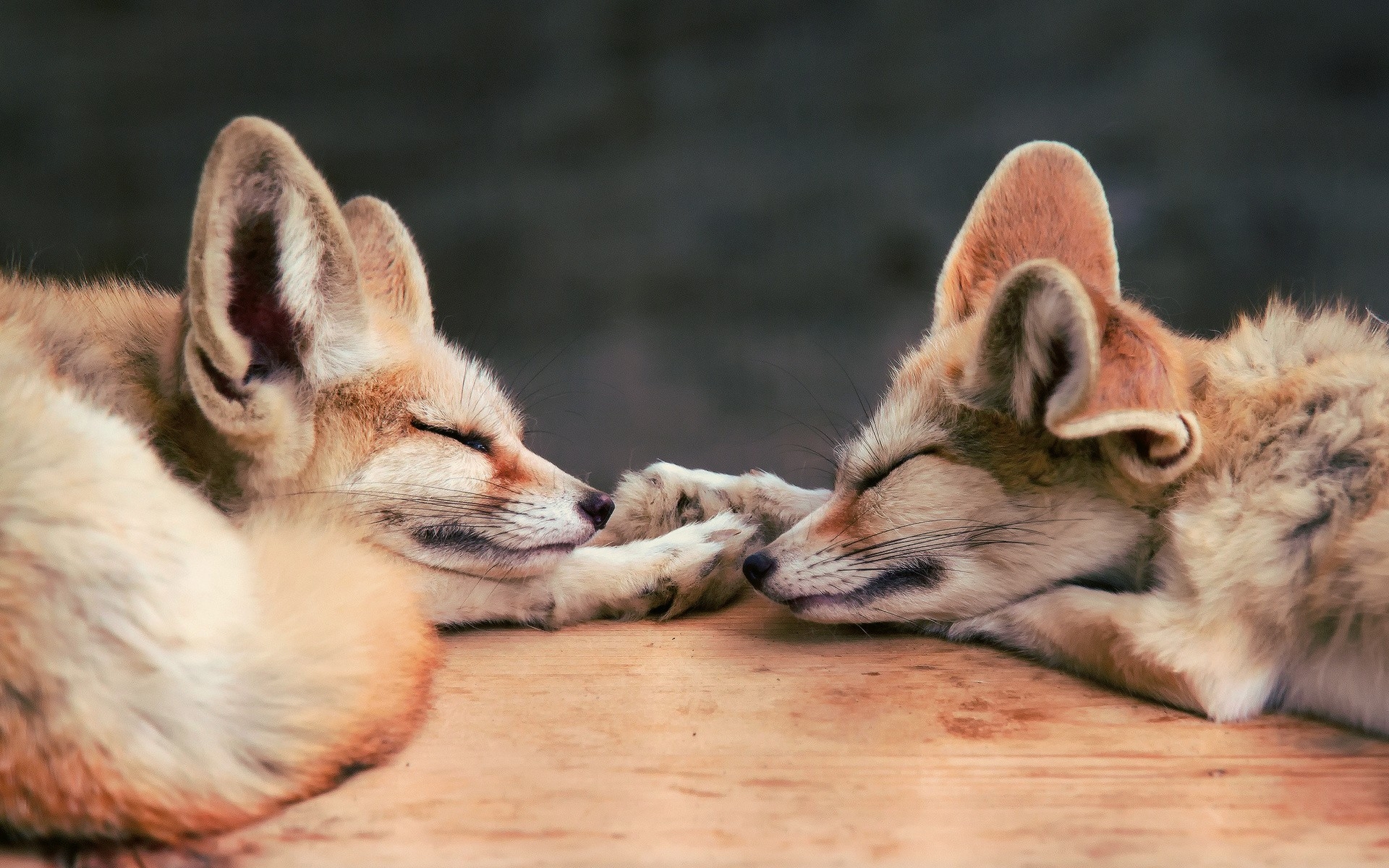 Sleeping Foxes Wallpapers - Wallpaper Cave