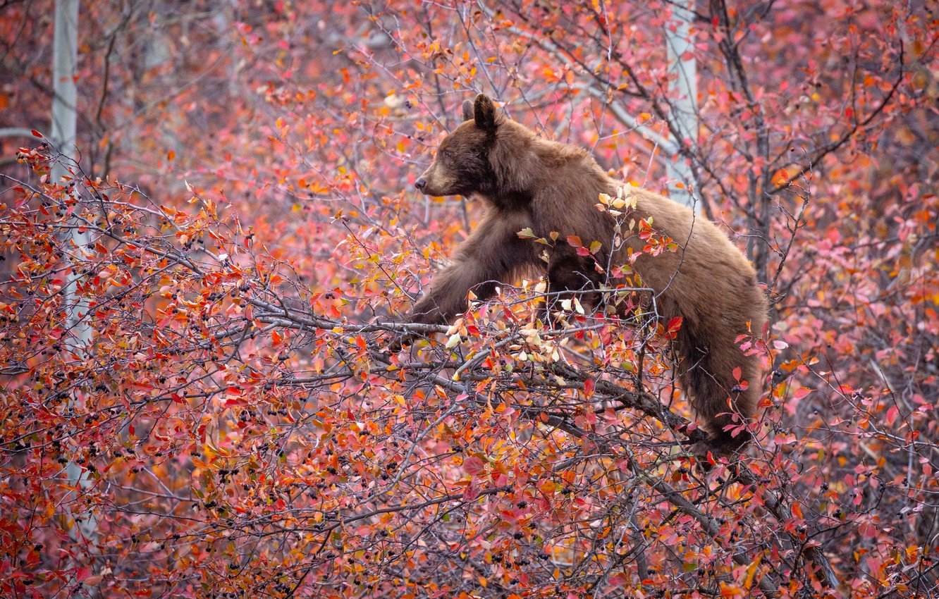 Bears Autumn Wallpapers - Wallpaper Cave