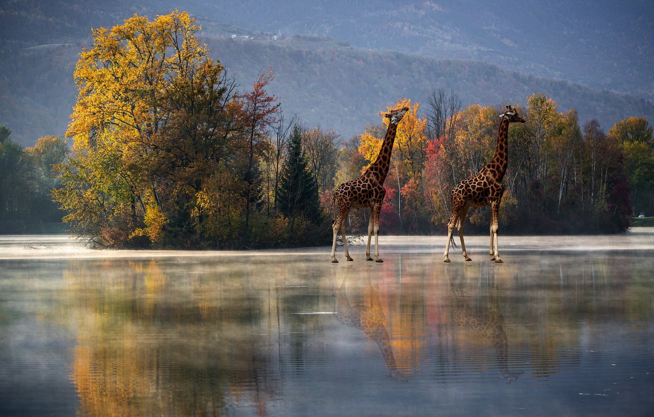 Autumn Giraffe Wallpapers - Wallpaper Cave