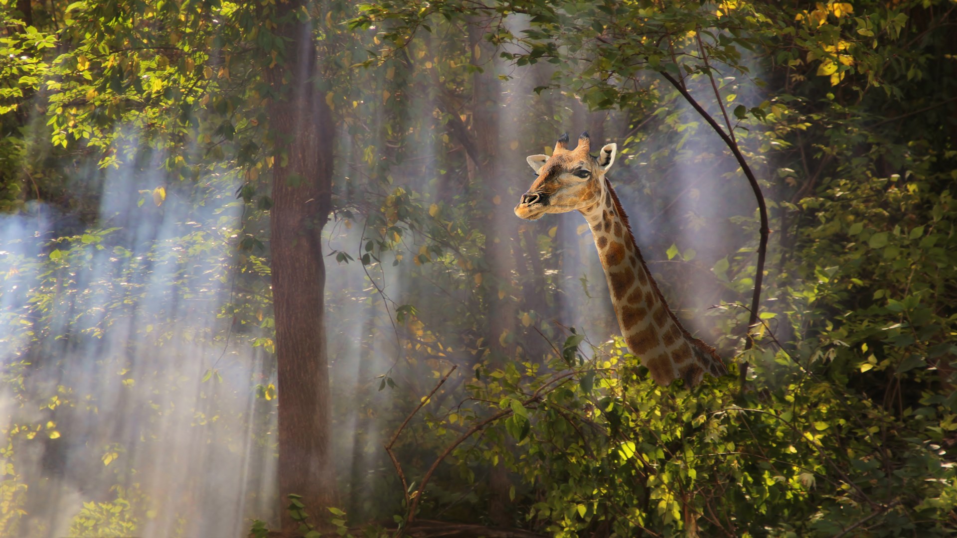 Autumn Giraffe Wallpapers - Wallpaper Cave