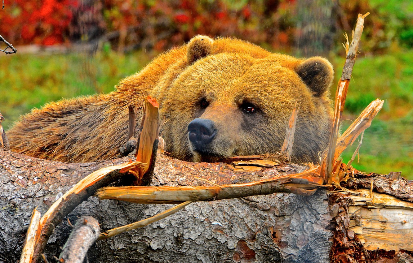Bears Autumn Wallpapers - Wallpaper Cave