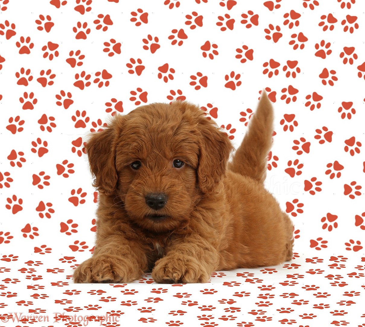 Doodle Puppy Wallpapers - Wallpaper Cave
