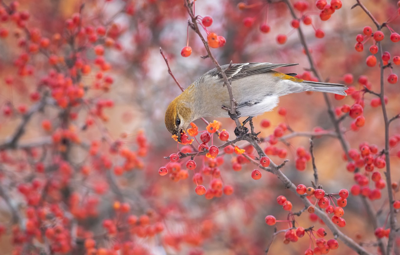 Autumn Bird Wallpapers - Wallpaper Cave