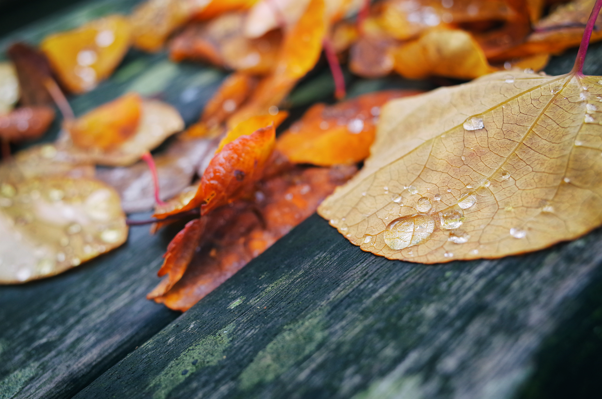 Raindrop Autumn Wallpapers - Wallpaper Cave