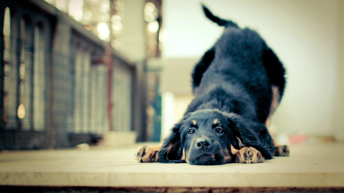 Dog Laptop Wallpapers - Wallpaper Cave