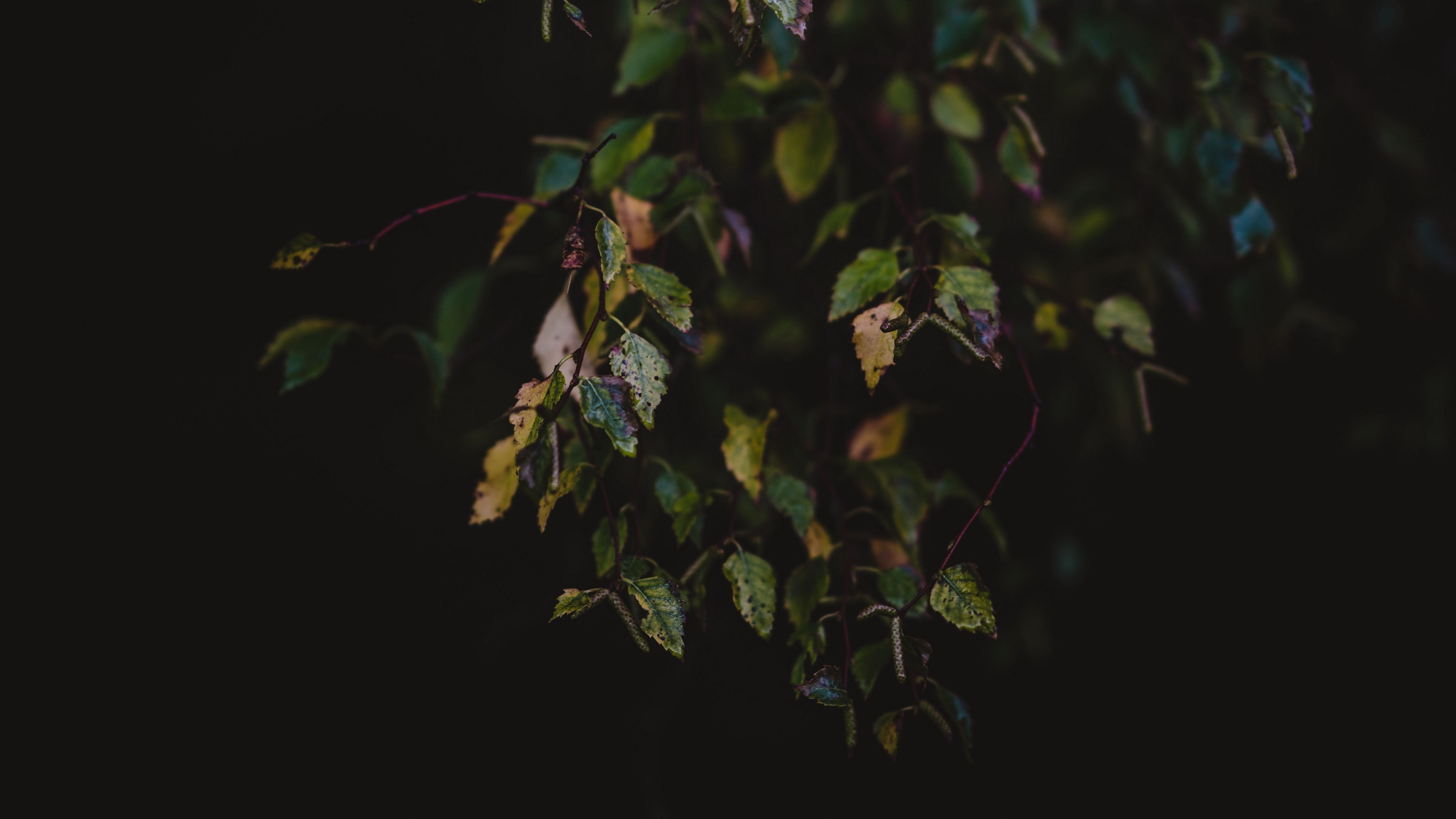 Dark Autumn 4k Wallpapers - Wallpaper Cave