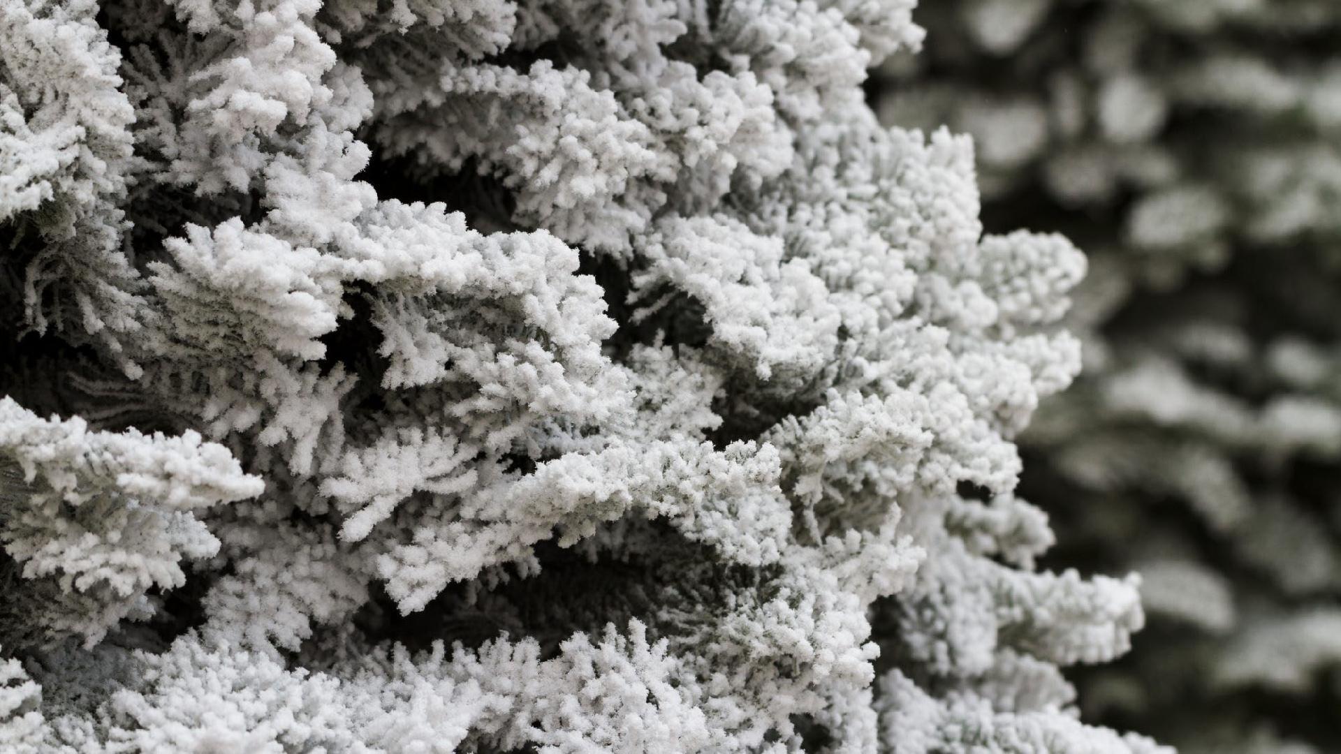 Frosted Christmas Trees Wallpapers - Wallpaper Cave