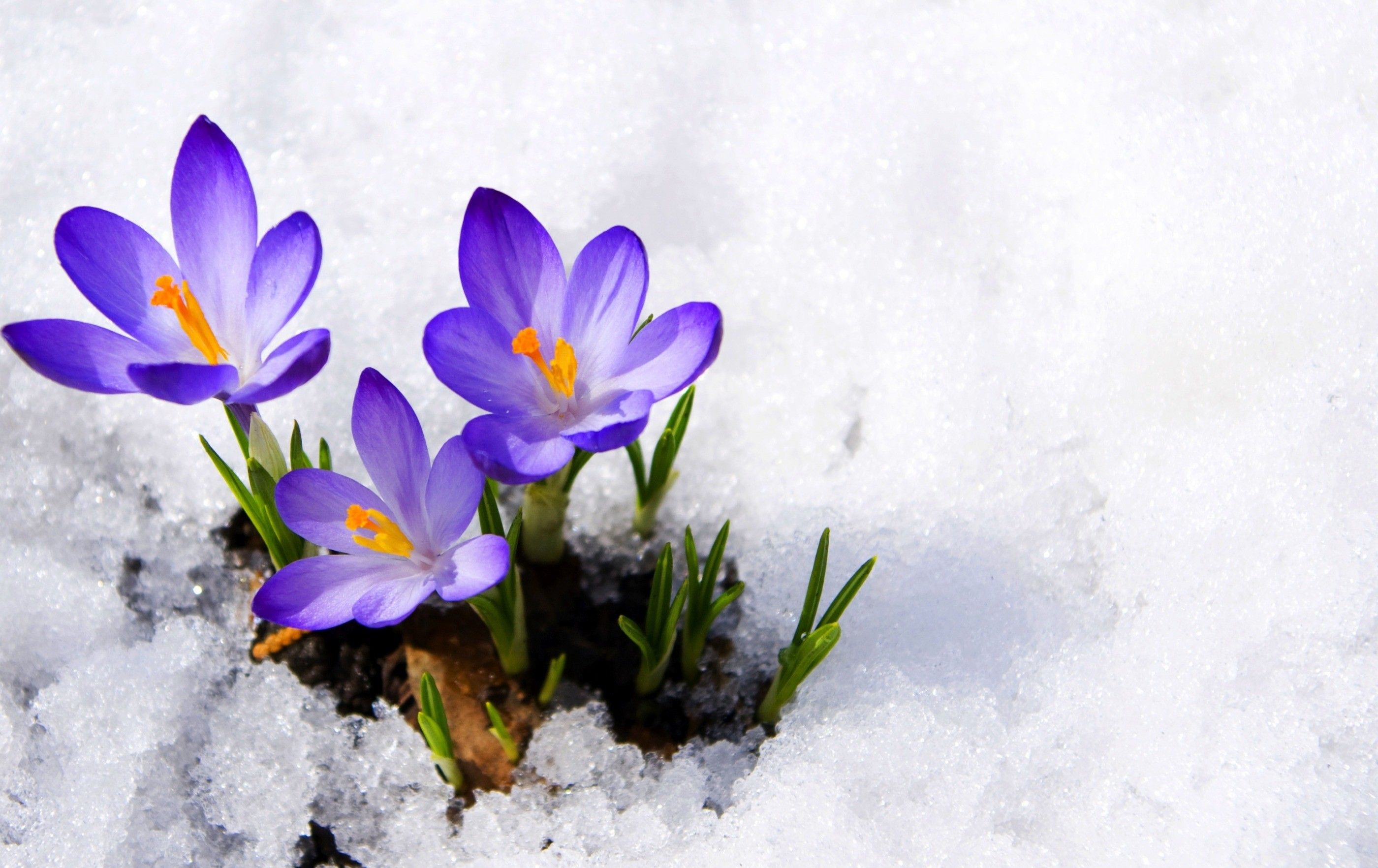 Winter Flower Desktop Wallpapers - Wallpaper Cave