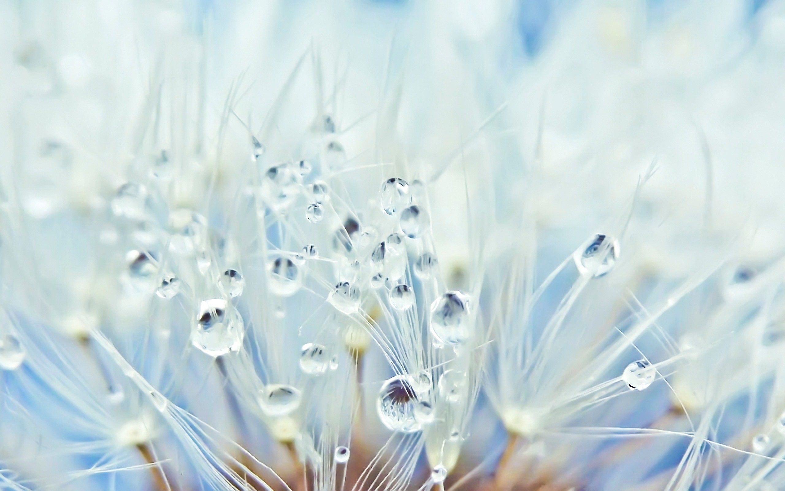 Winter Flowers Aesthetic Wallpapers - Wallpaper Cave