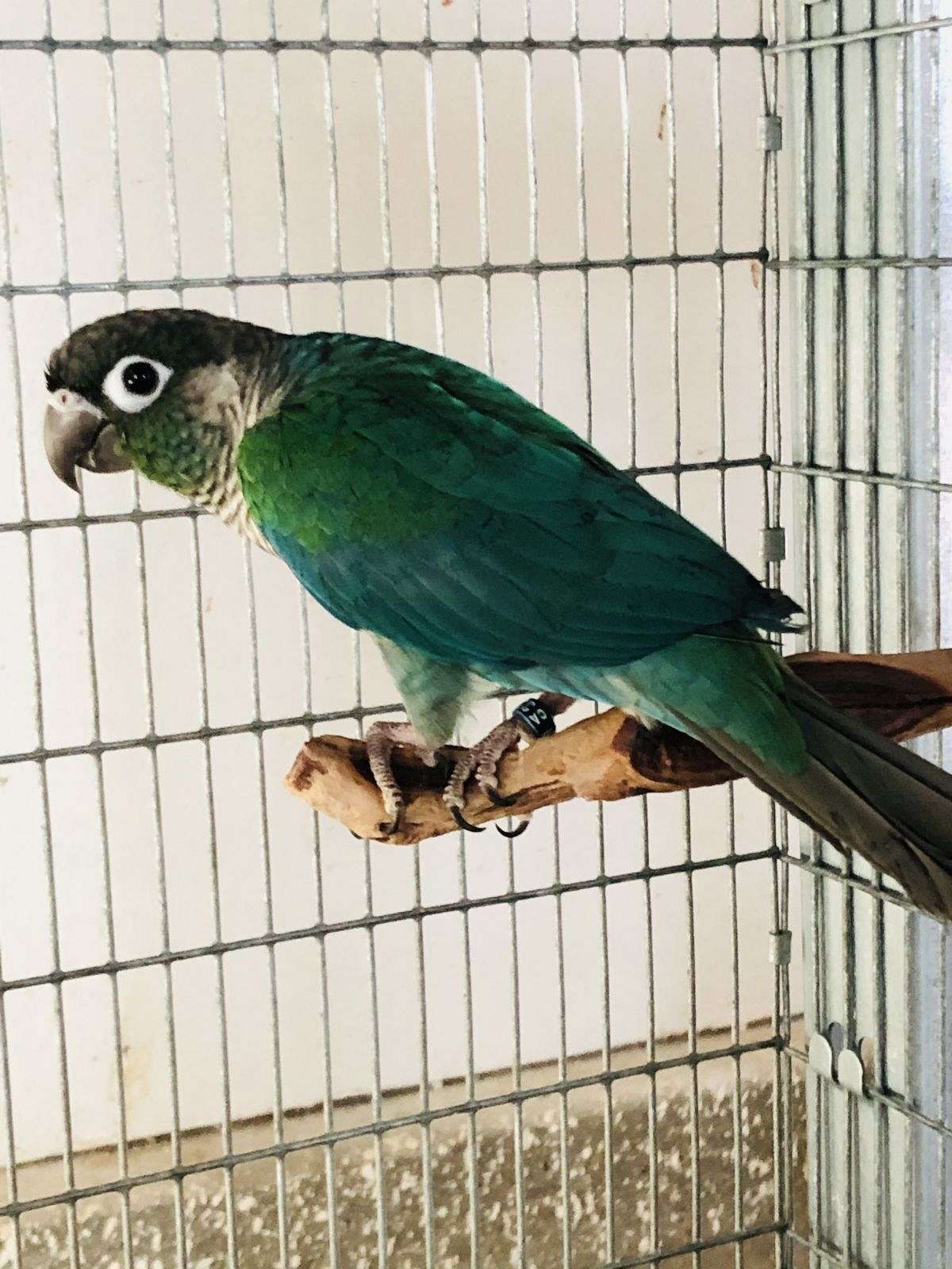 Turquoise Green-Cheeked Conure Wallpapers - Wallpaper Cave