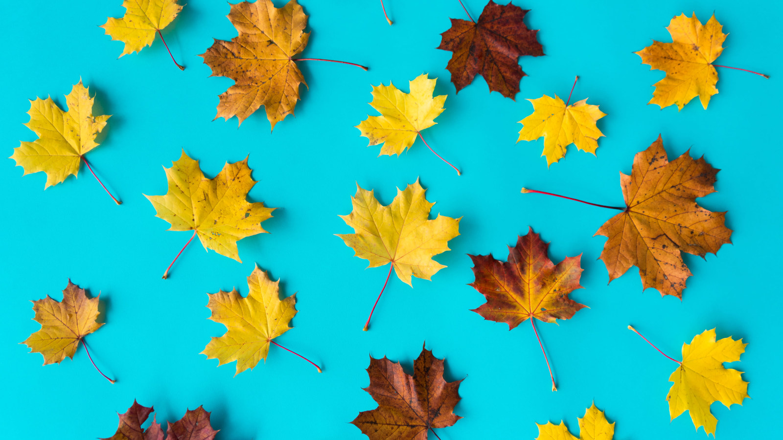 Autumn Leaf Minimalist Wallpapers - Wallpaper Cave