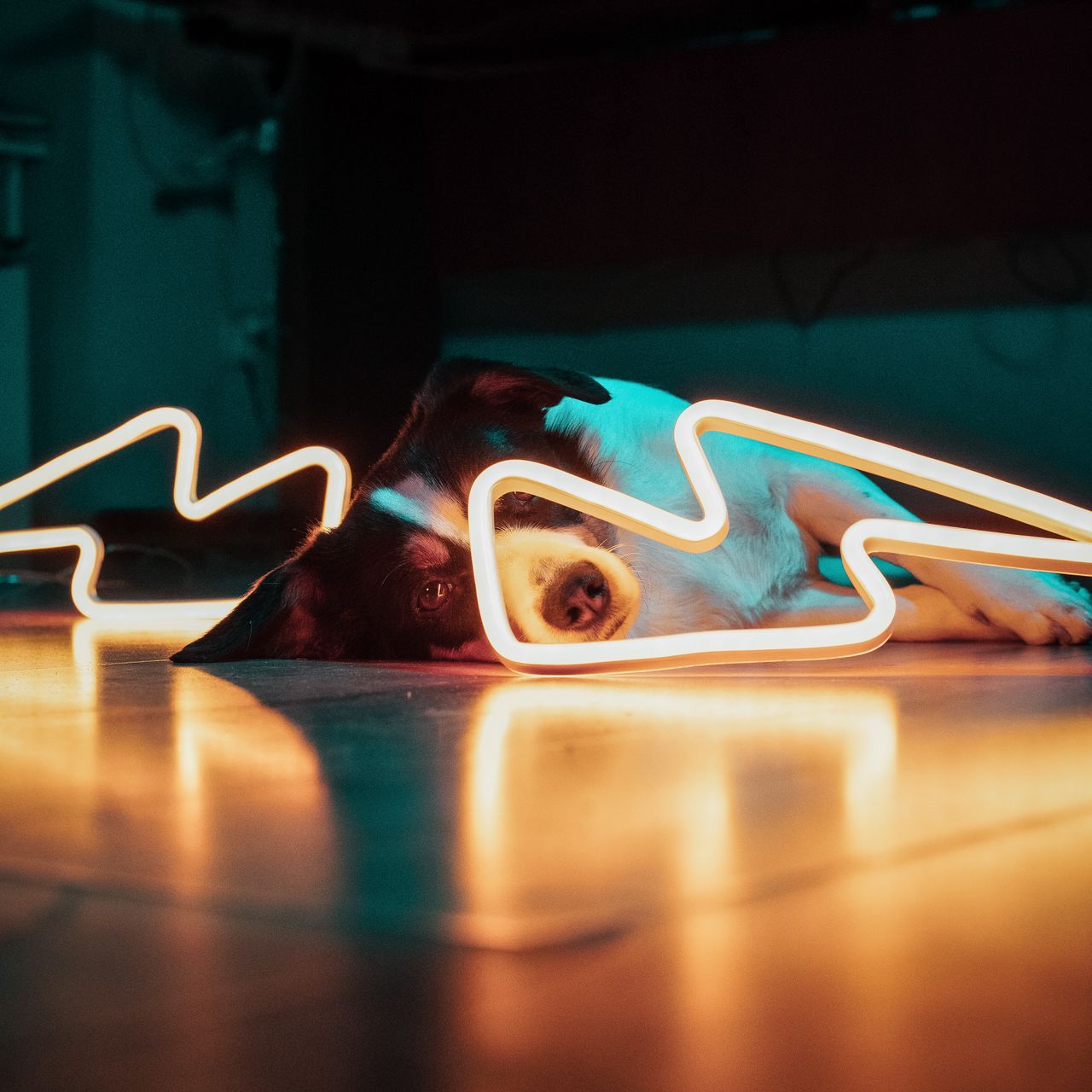 Neon Dogs Wallpapers - Wallpaper Cave