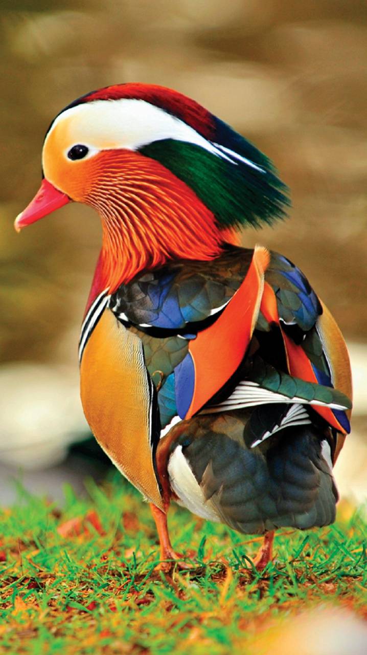 Mandarin Duck Wallpapers - Wallpaper Cave
