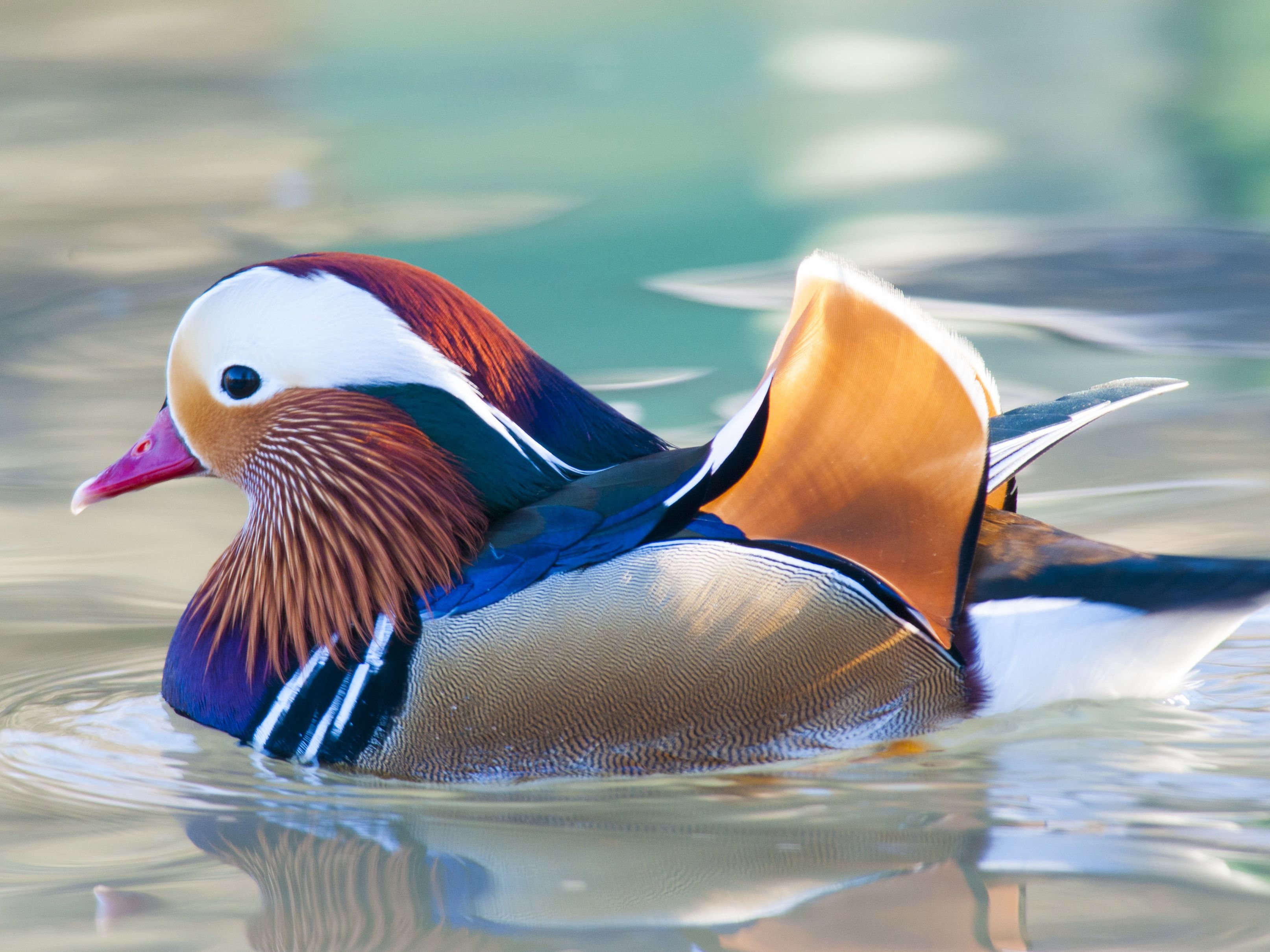 Mandarin Duck Wallpapers - Wallpaper Cave