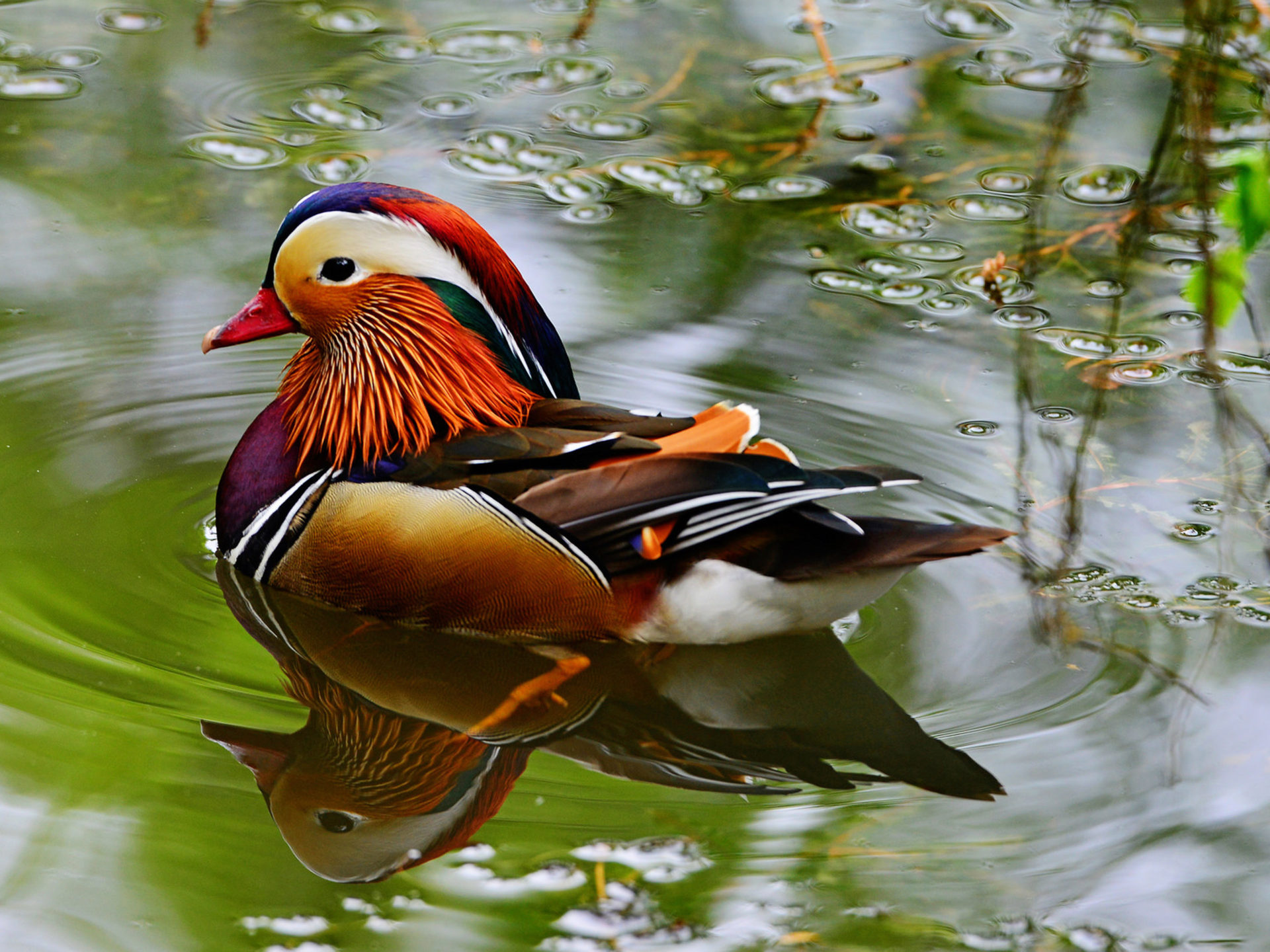Mandarin Duck Wallpapers - Wallpaper Cave
