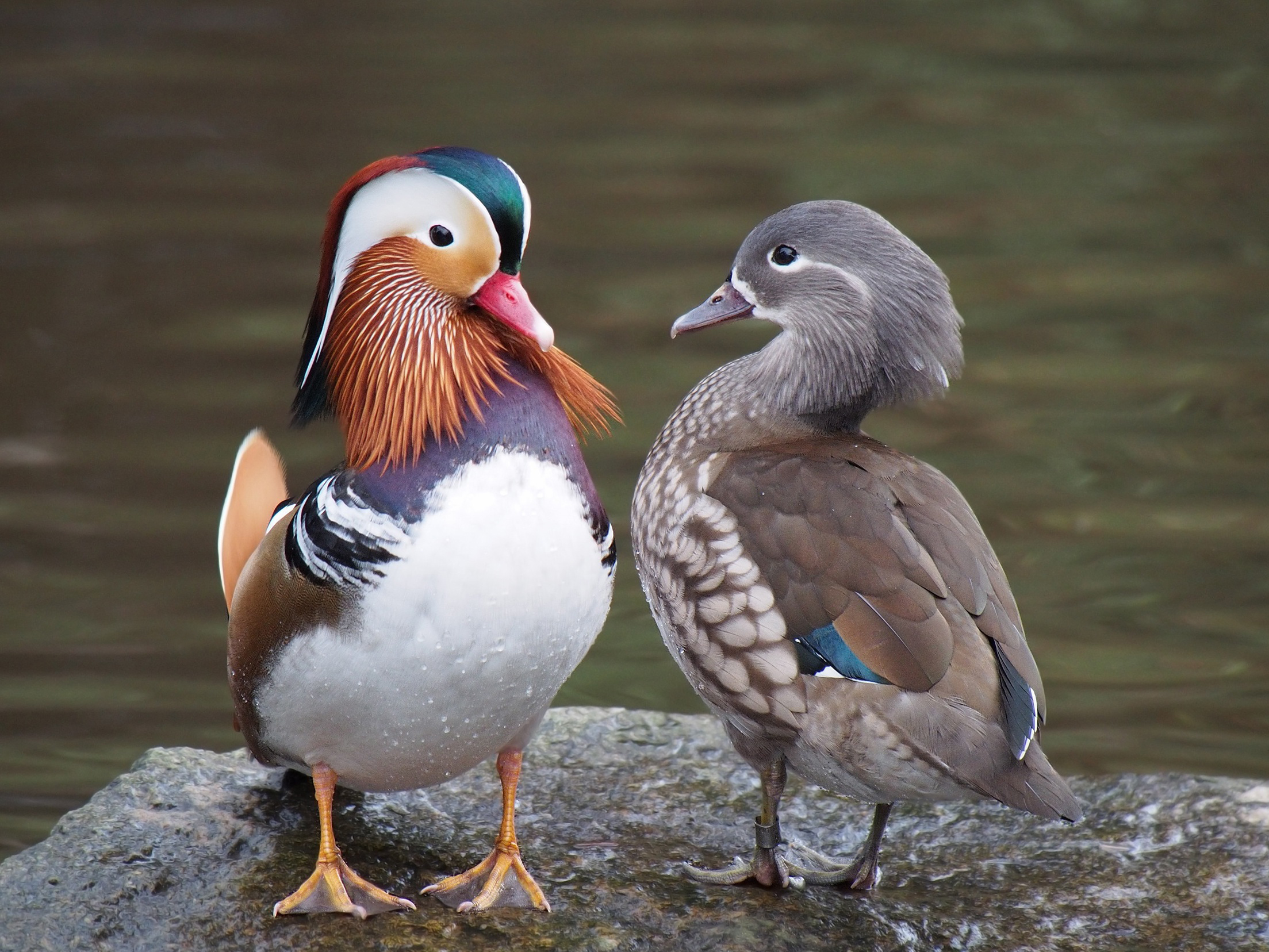 Mandarin Duck Wallpapers - Wallpaper Cave