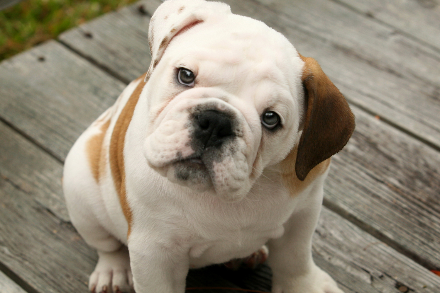 Cute Bulldogs Wallpapers - Wallpaper Cave