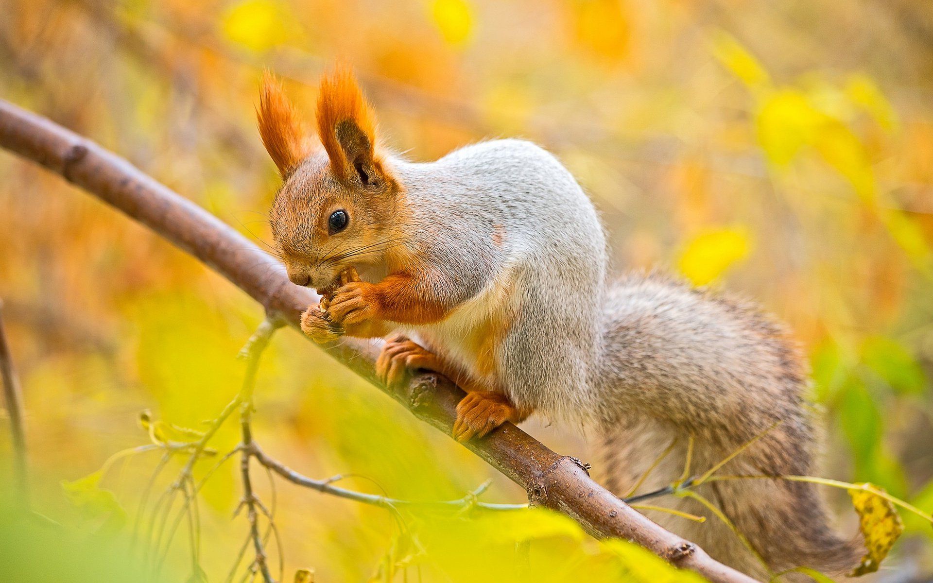Baby Squirrel Wallpapers - Wallpaper Cave