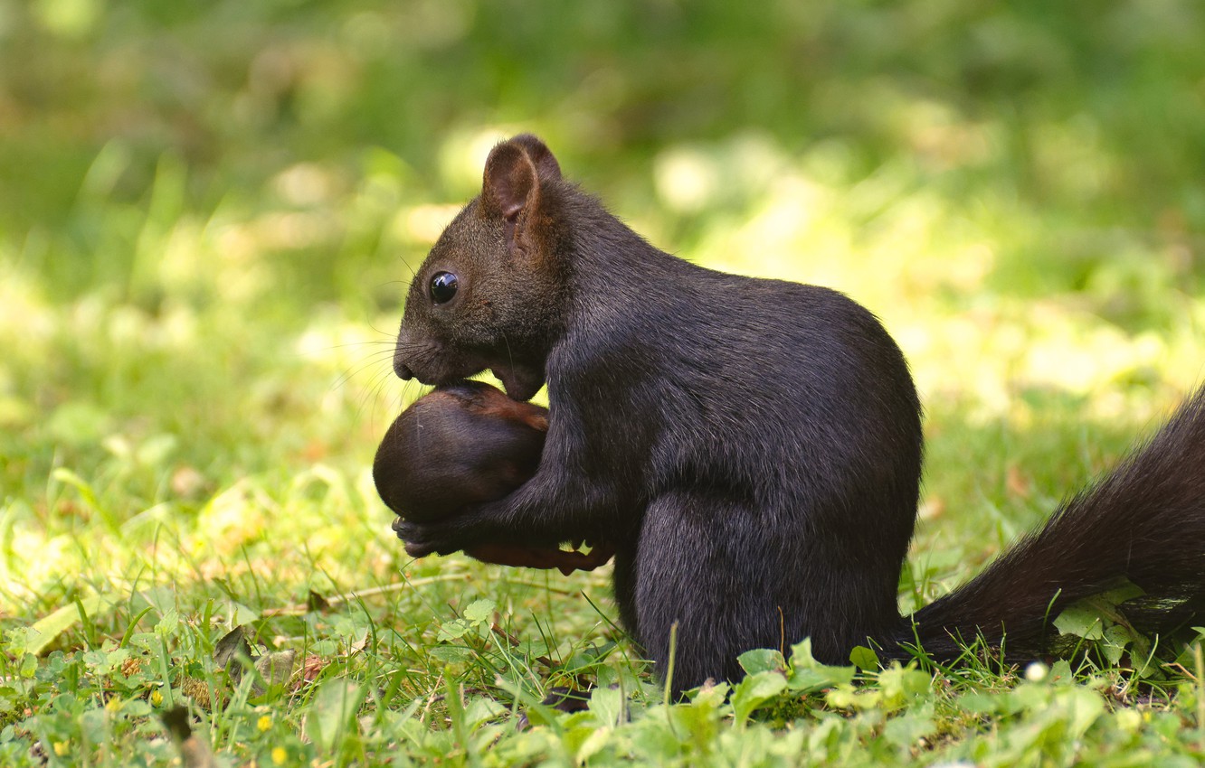 Baby Squirrel Wallpapers - Wallpaper Cave