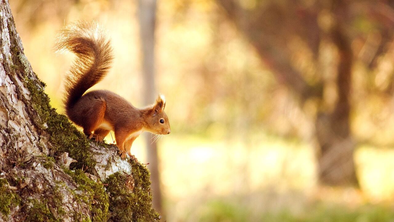 Baby Squirrel Wallpapers - Wallpaper Cave