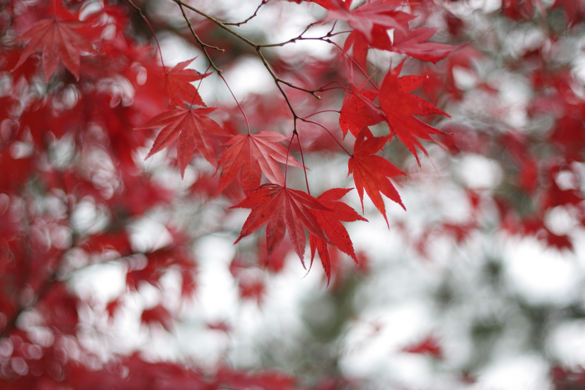 Winter Maple Wallpapers - Wallpaper Cave