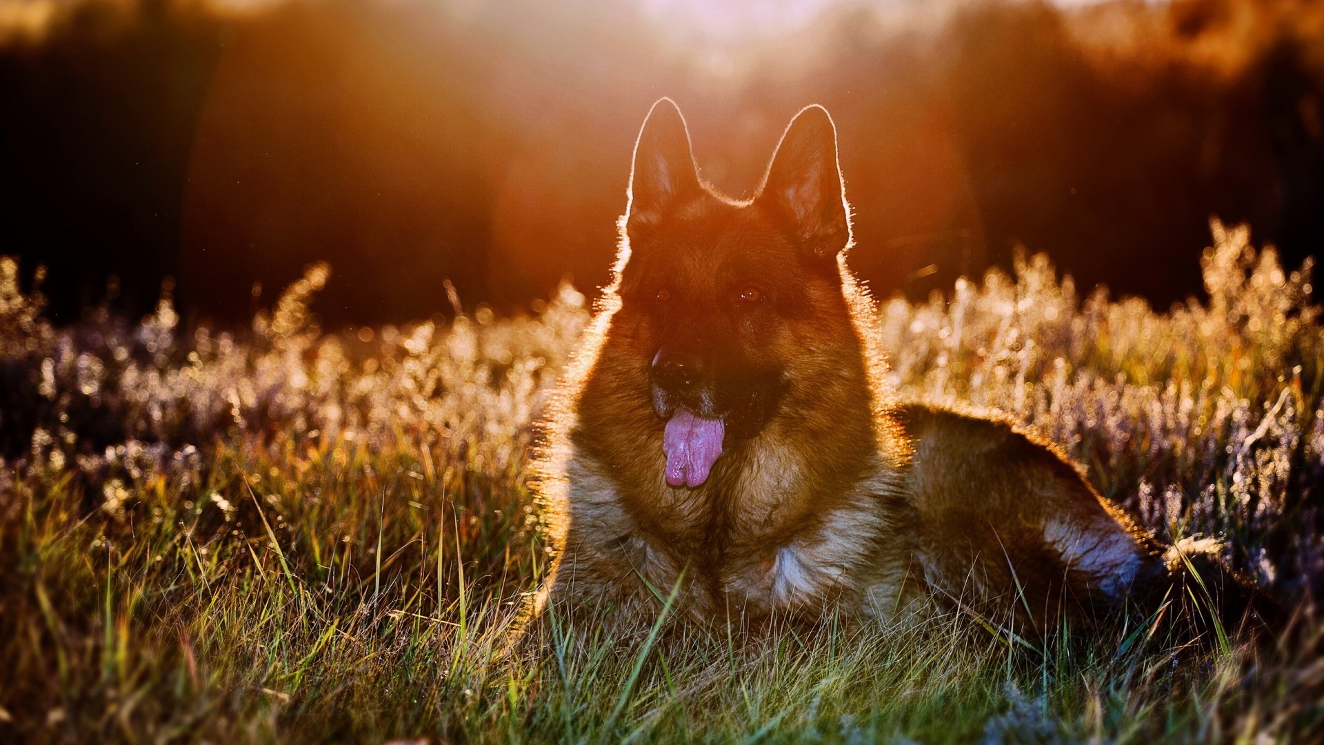 Guard Dogs Wallpapers - Wallpaper Cave
