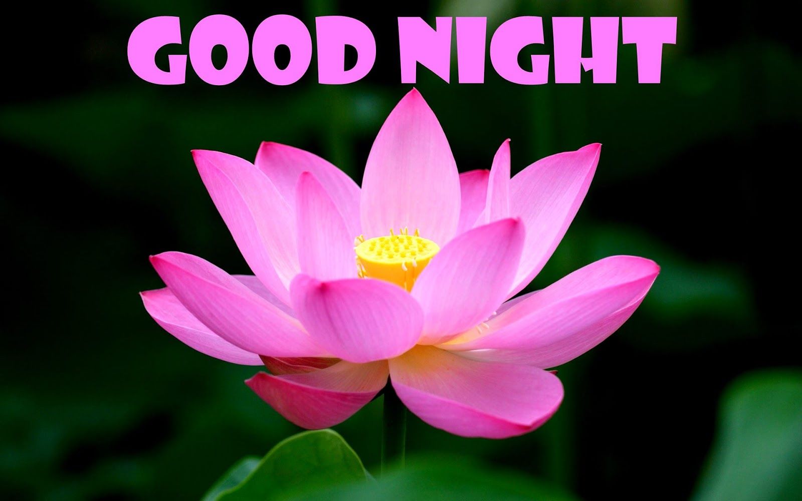 Good Night Flower Wallpapers - Wallpaper Cave