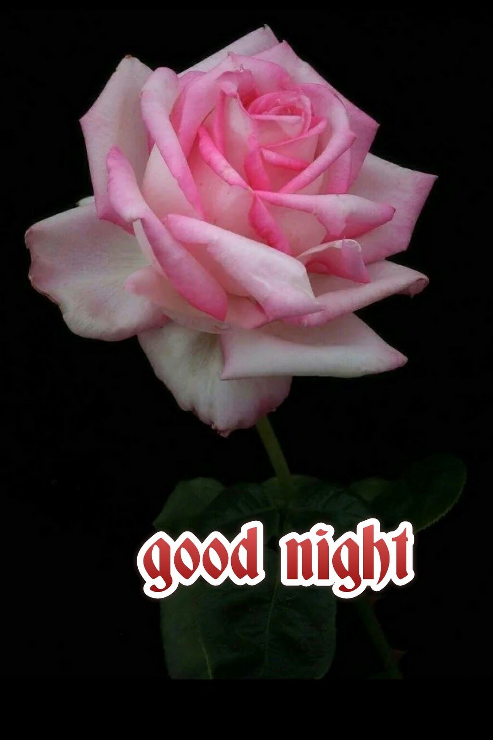 Good Night Flower Wallpapers - Wallpaper Cave