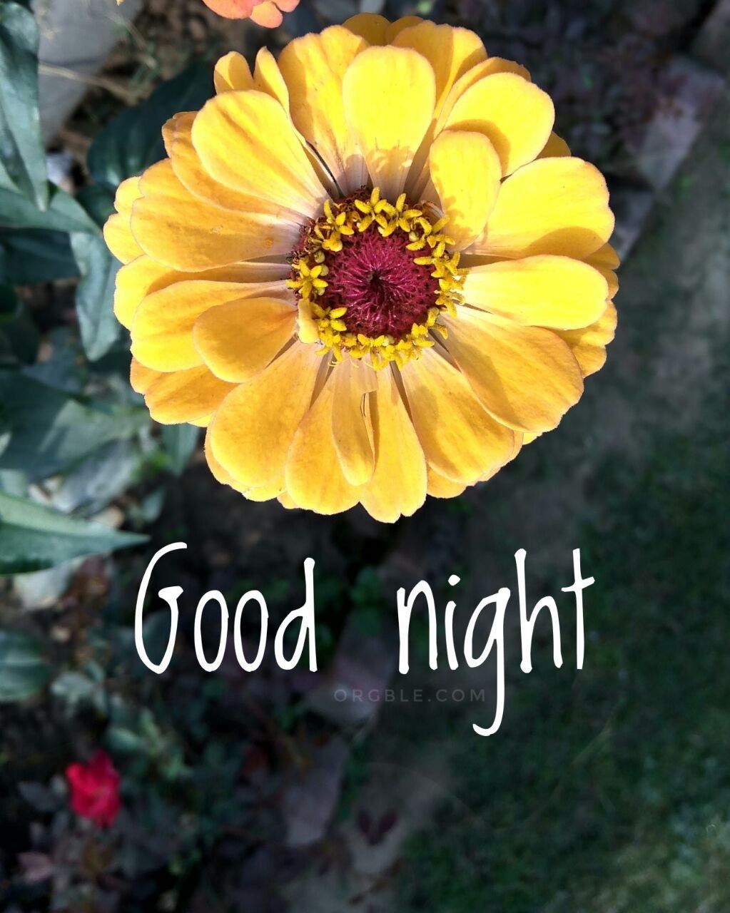 Good Night Flower Wallpapers - Wallpaper Cave