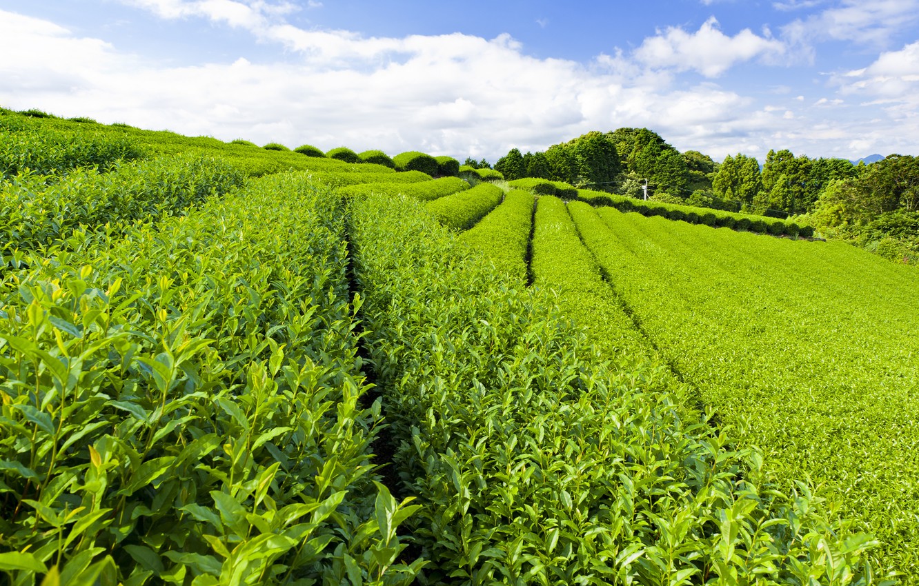 Tea Leaf Wallpapers - Wallpaper Cave