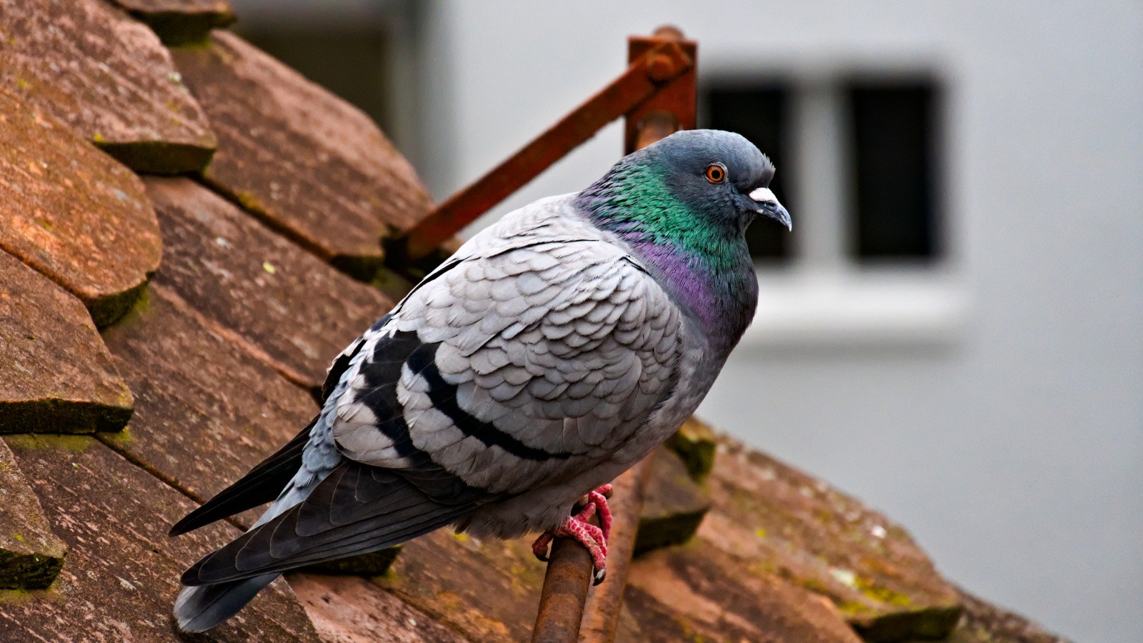 Scary Pigeons Wallpapers - Wallpaper Cave