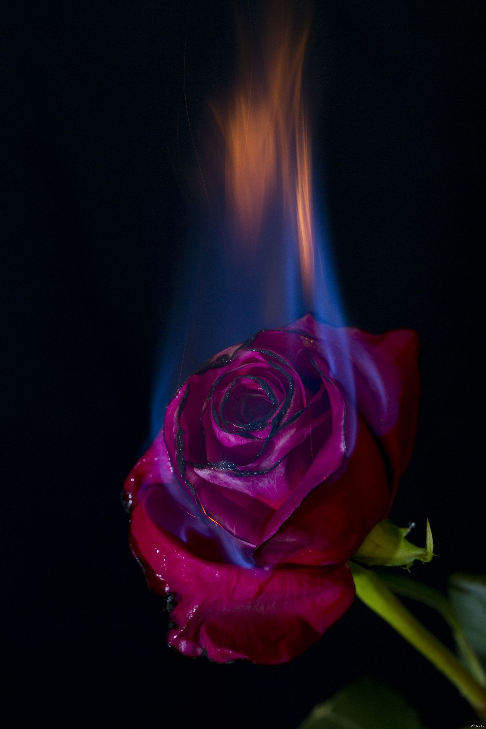 Flower On Fire Wallpapers - Wallpaper Cave