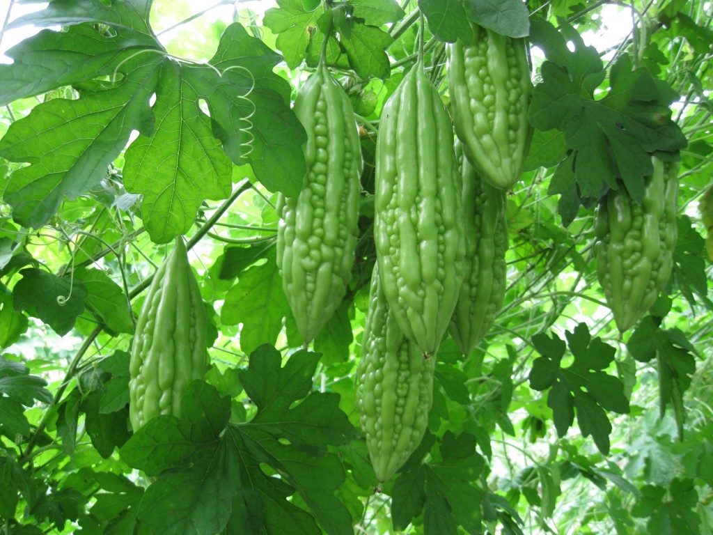 Bitter Gourd Wallpapers - Wallpaper Cave