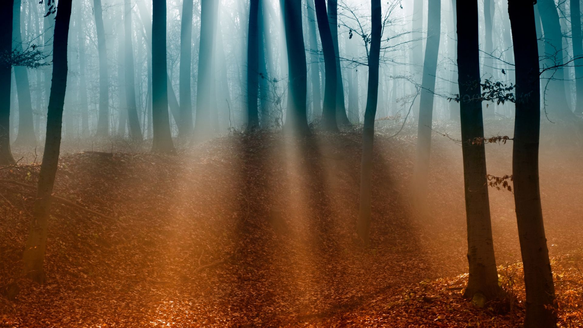 Autumn Forest Sunlight Horizontal Wallpapers - Wallpaper Cave