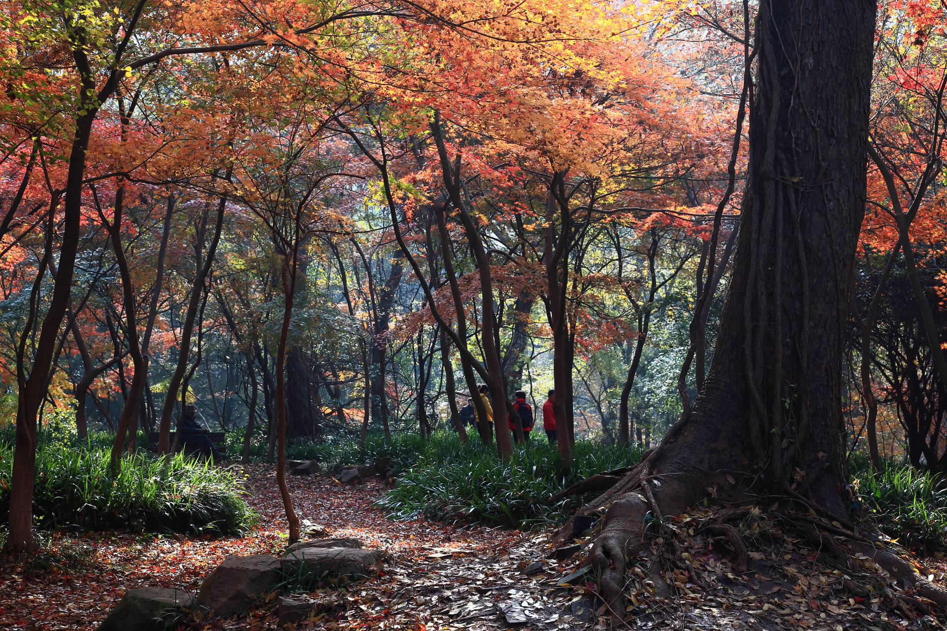 Autumn Forest Sunlight Horizontal Wallpapers - Wallpaper Cave