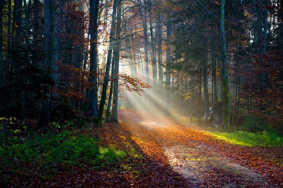 Autumn Forest Sunlight Horizontal Wallpapers - Wallpaper Cave