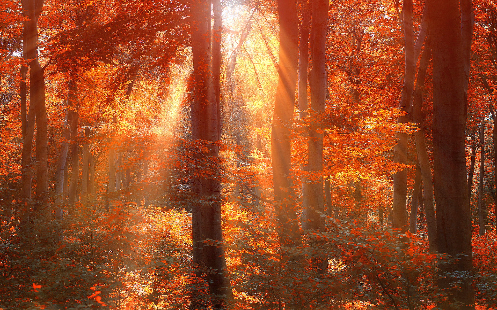Autumn Forest Sunlight Horizontal Wallpapers - Wallpaper Cave