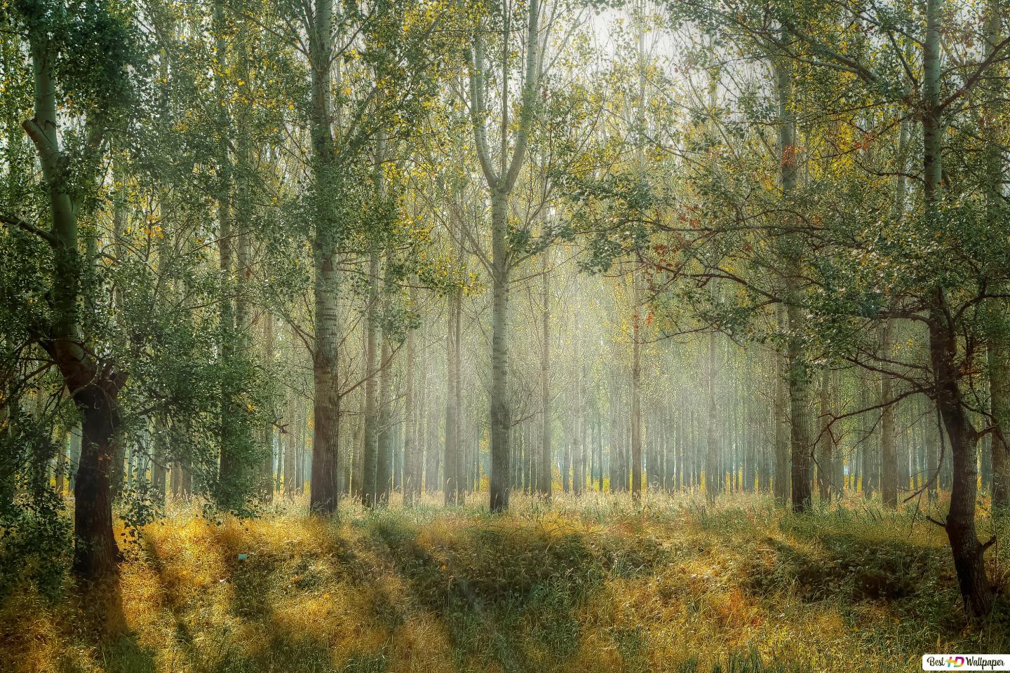 Autumn Forest Sunlight Horizontal Wallpapers - Wallpaper Cave