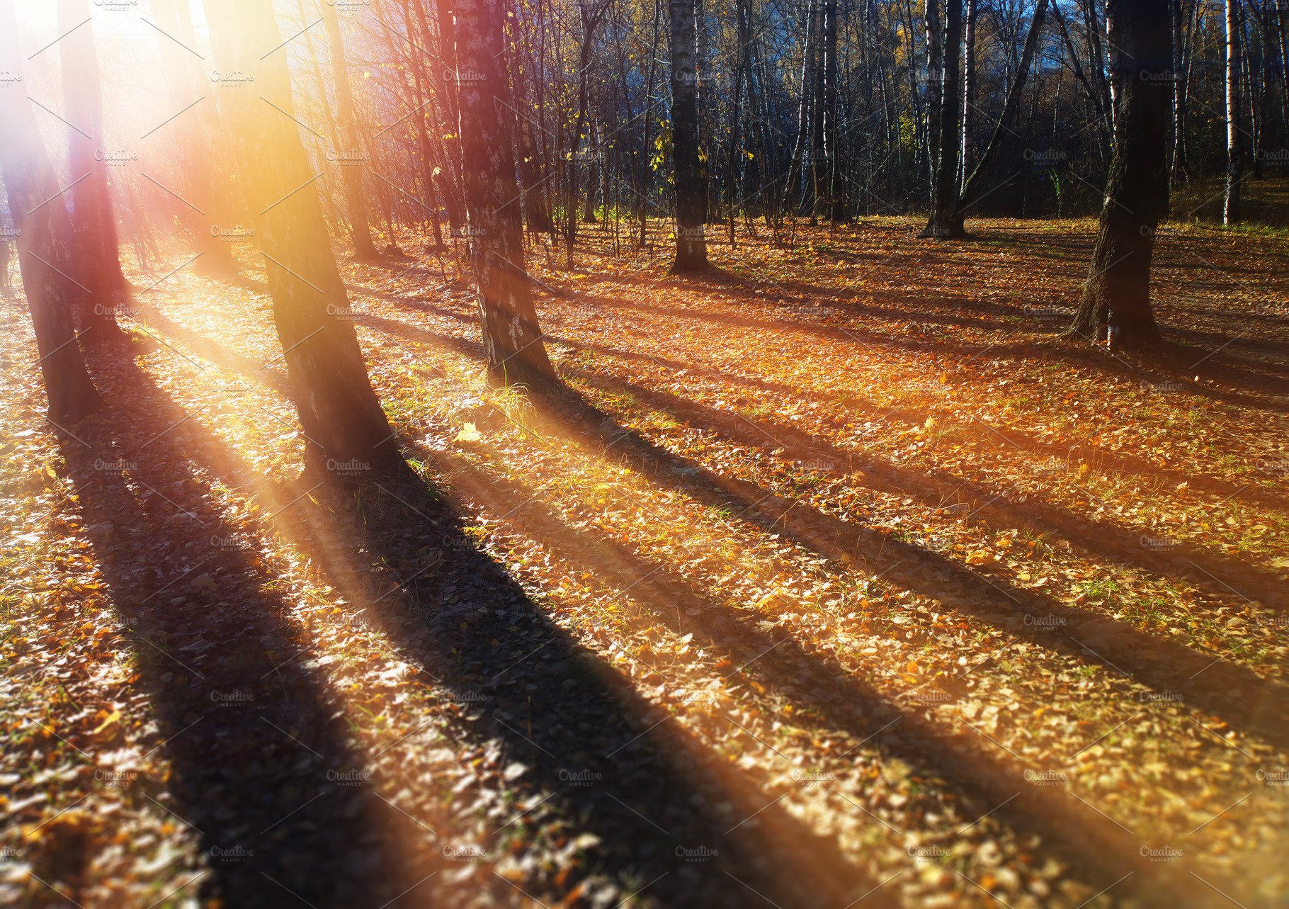 Autumn Forest Sunlight Horizontal Wallpapers - Wallpaper Cave