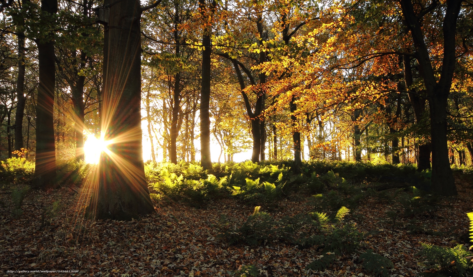 Autumn Forest Sunlight Horizontal Wallpapers - Wallpaper Cave